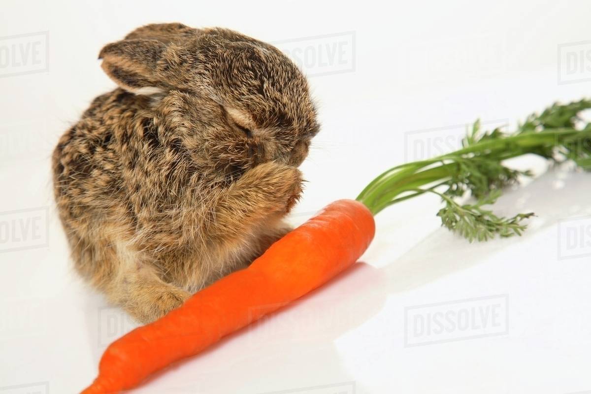 A Baby Rabbit With A Carrot - Stock Photo - Dissolve