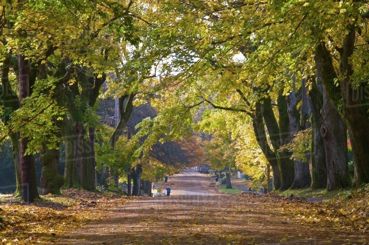 Tree Lined Stree, Portland, Oregon - Royalty-free Stock Photo | Dissolve