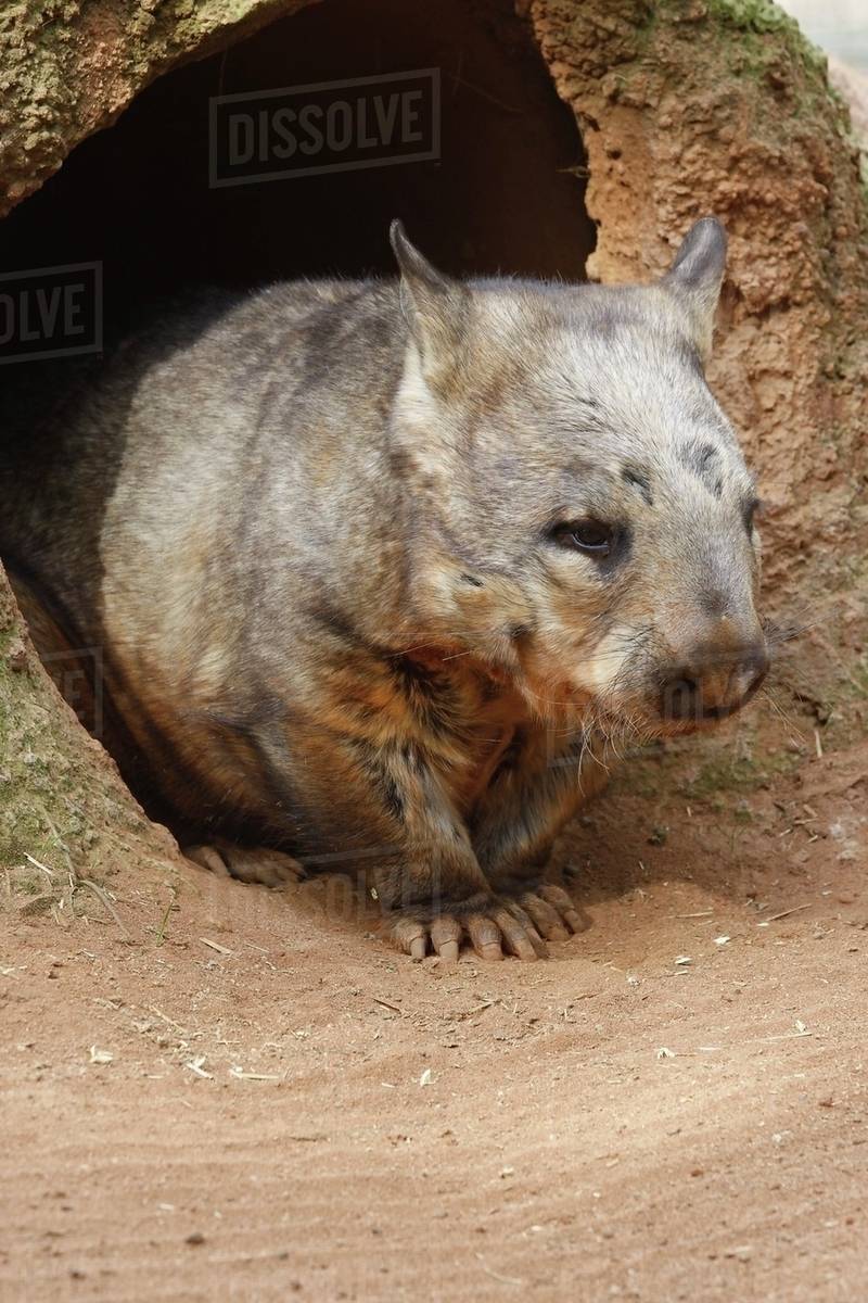 Wombat At Burrow, (Vombatus Ursinus Hirsutus), Australia - Royalty-free ...