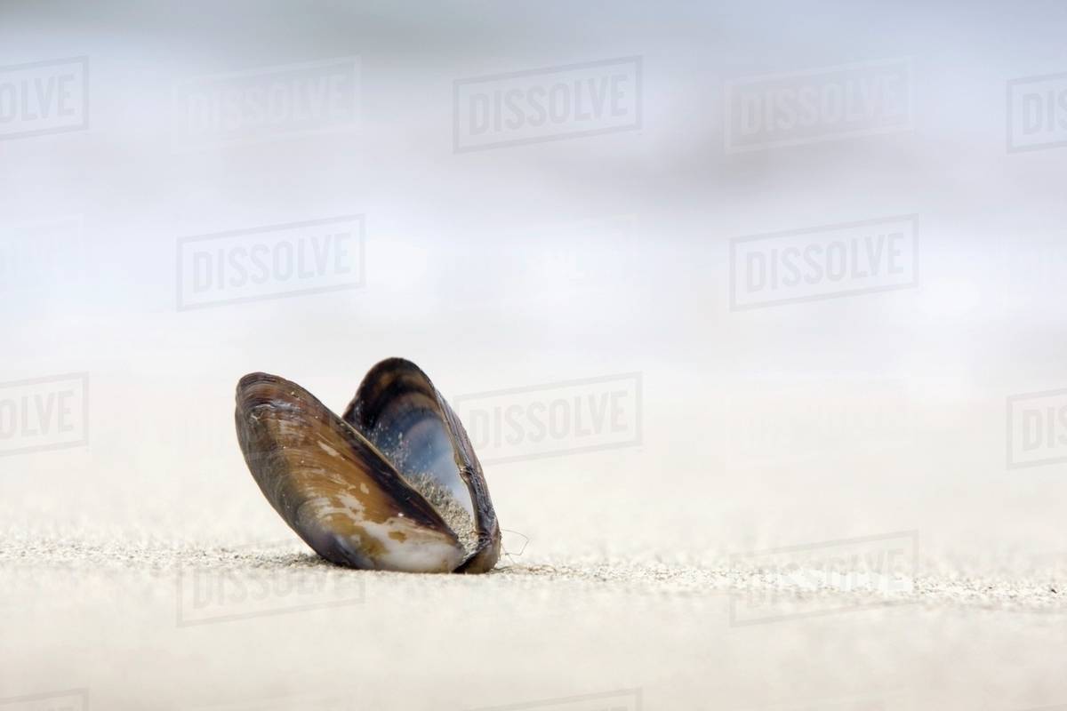 Empty Shell On The Sand - Stock Photo - Dissolve