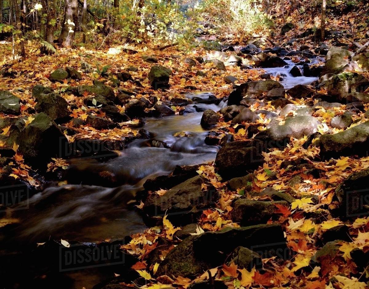 Digital Prints Fall leaves water stream nature photo digital download ...