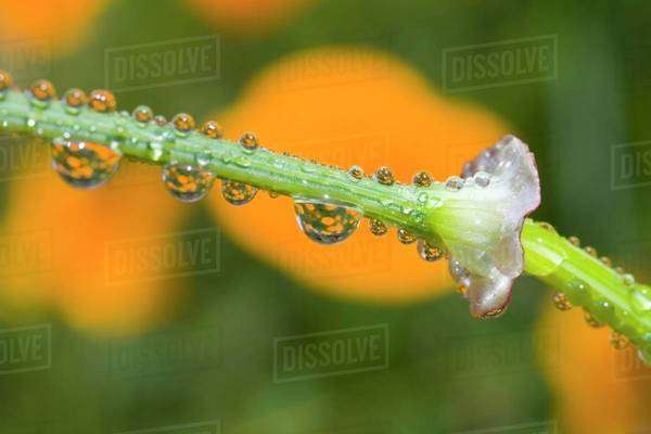 Water Droplets On A Flower Stem - Royalty-free Stock Photo | Dissolve