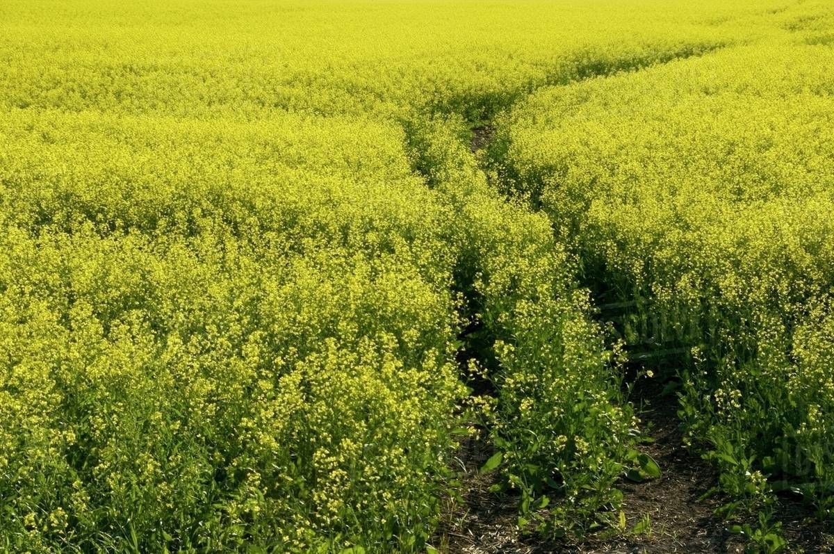 Manitoba, Canada: Crops - Royalty-free Stock Photo | Dissolve