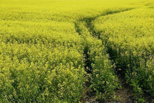 Manitoba, Canada: Crops - Royalty-free Stock Photo | Dissolve