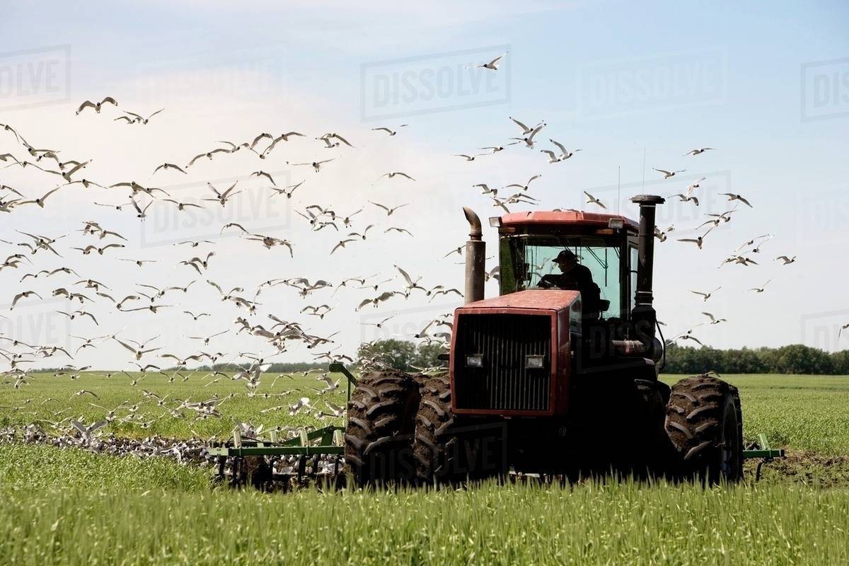 Tractor And Flying Birds, Saskatchewan, Canada - Royalty-free Stock ...