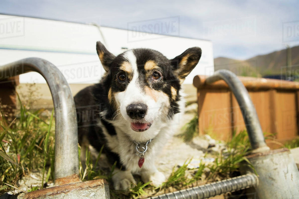 A Harbor Corgi Sits Atop A Ladder On The Dock In The King Cove Harbor ...