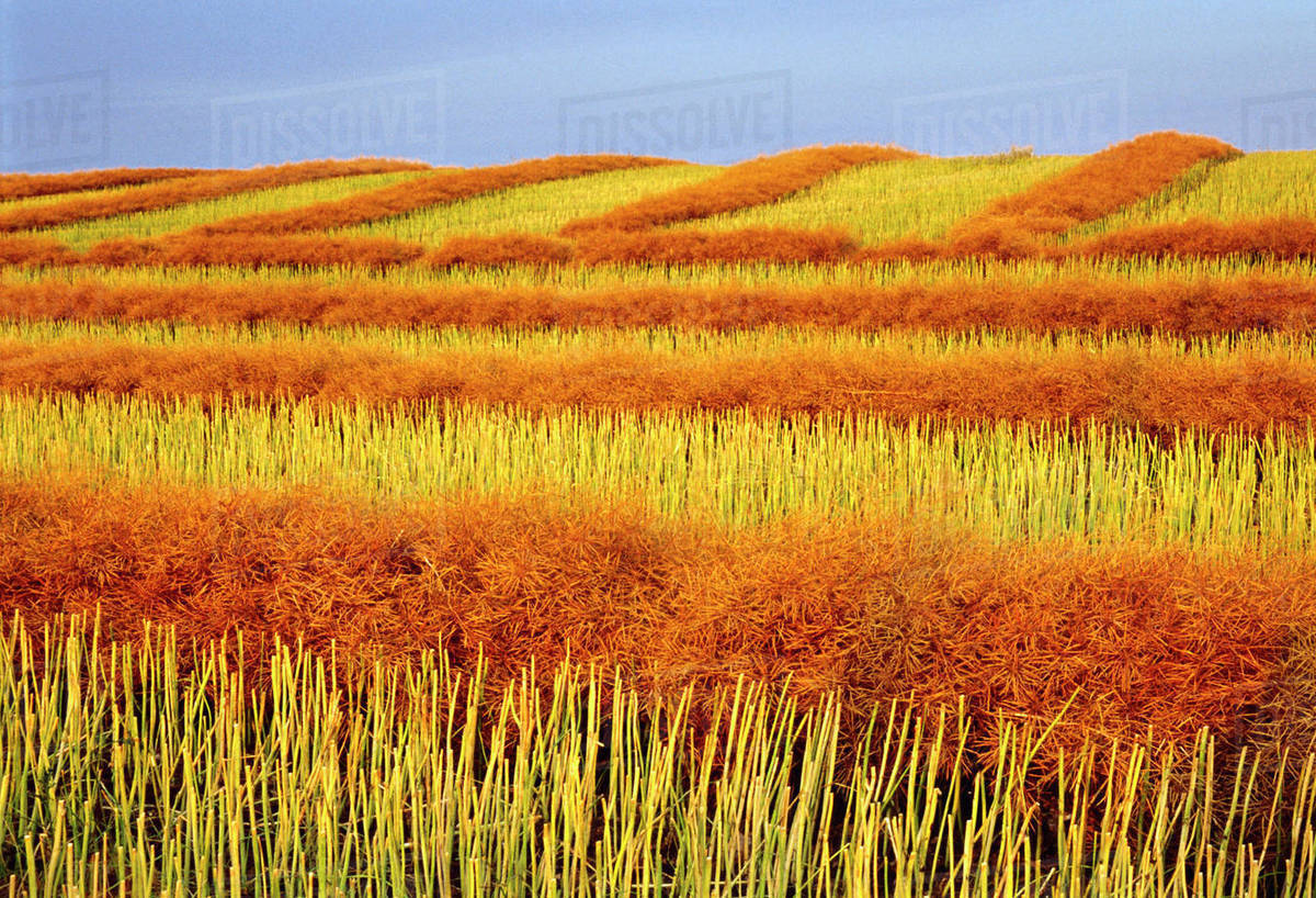 Agriculture - Sloping field of swathed canola, dried and ready for ...