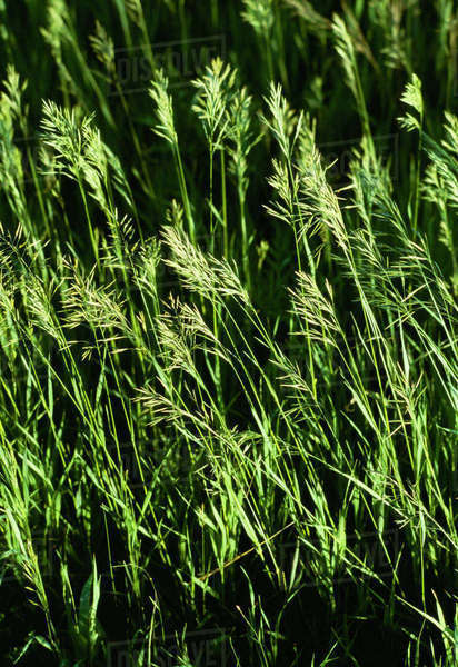 Agriculture - Weeds, Smooth Brome (Bromus inermis) / Hennepin County ...