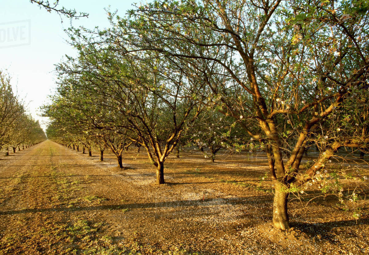 Agriculture - Almond orchard at the post petal fall stage, with grassy ...