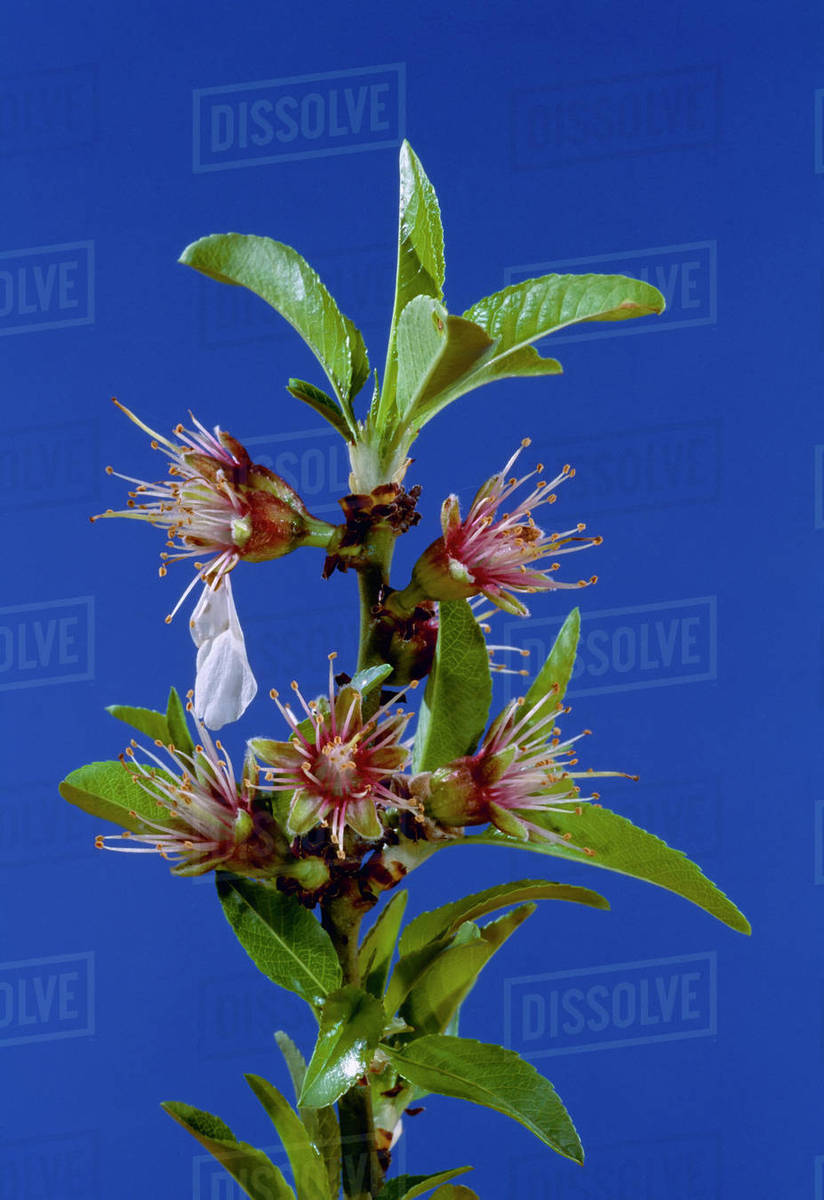 Agriculture - Almond flowering stages: Petal Fall; variety: Nonpareil ...