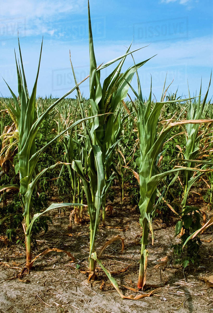 Agriculture - Mid growth grain corn crop severely damaged by drought ...