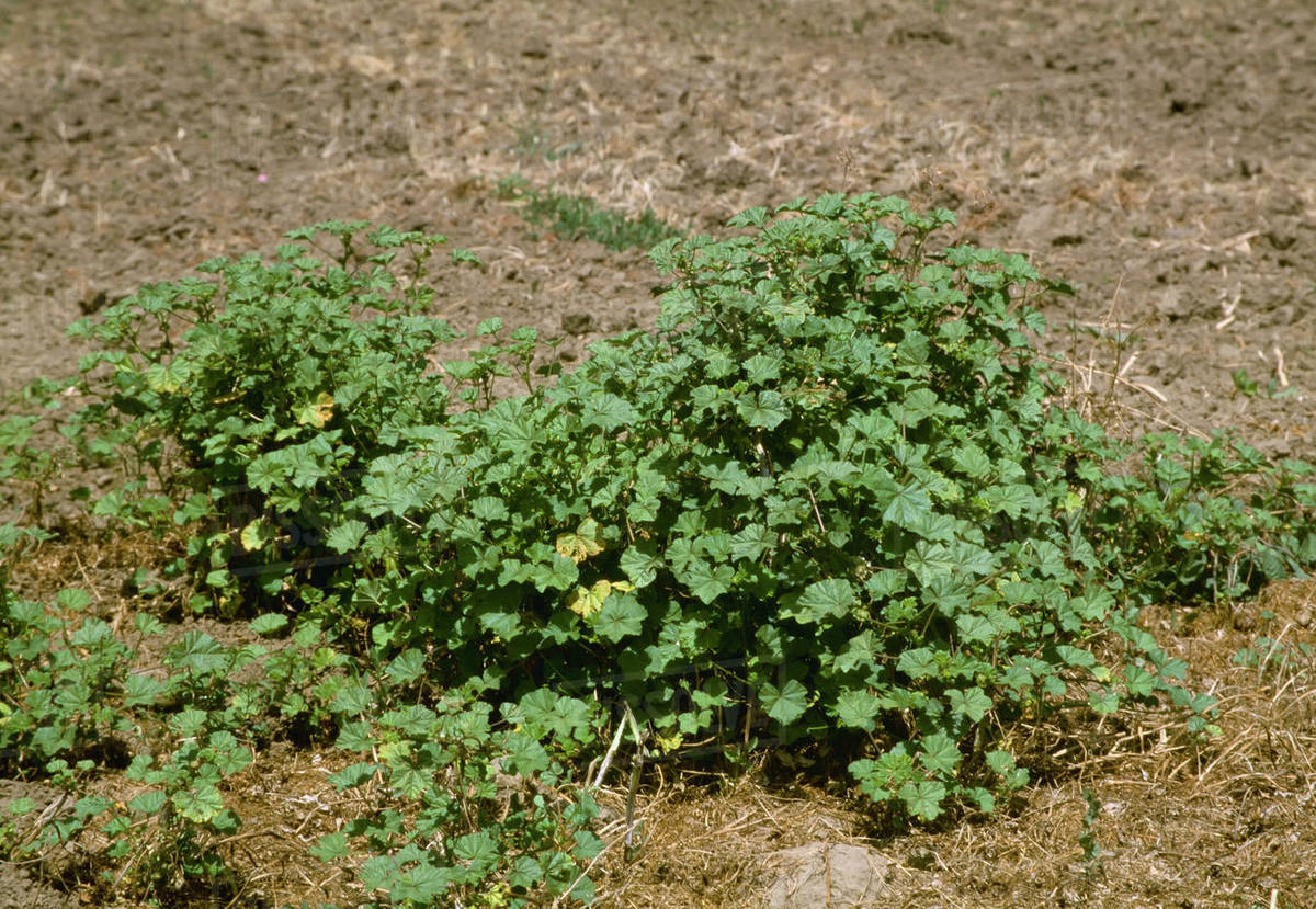 Agriculture - Weeds, Little Mallow (Malva parviflora) aka. Cheeseweed ...