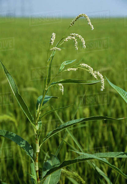 Agriculture - Weeds, Pale Smartweed (Polygonum lapathifolium) aka ...