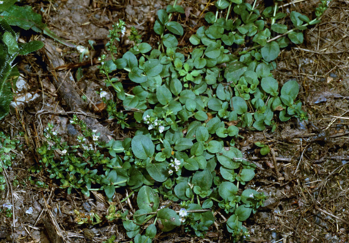 Agriculture - Weeds, Brightblue Speedwell (Veronica serpyllifolia ssp ...