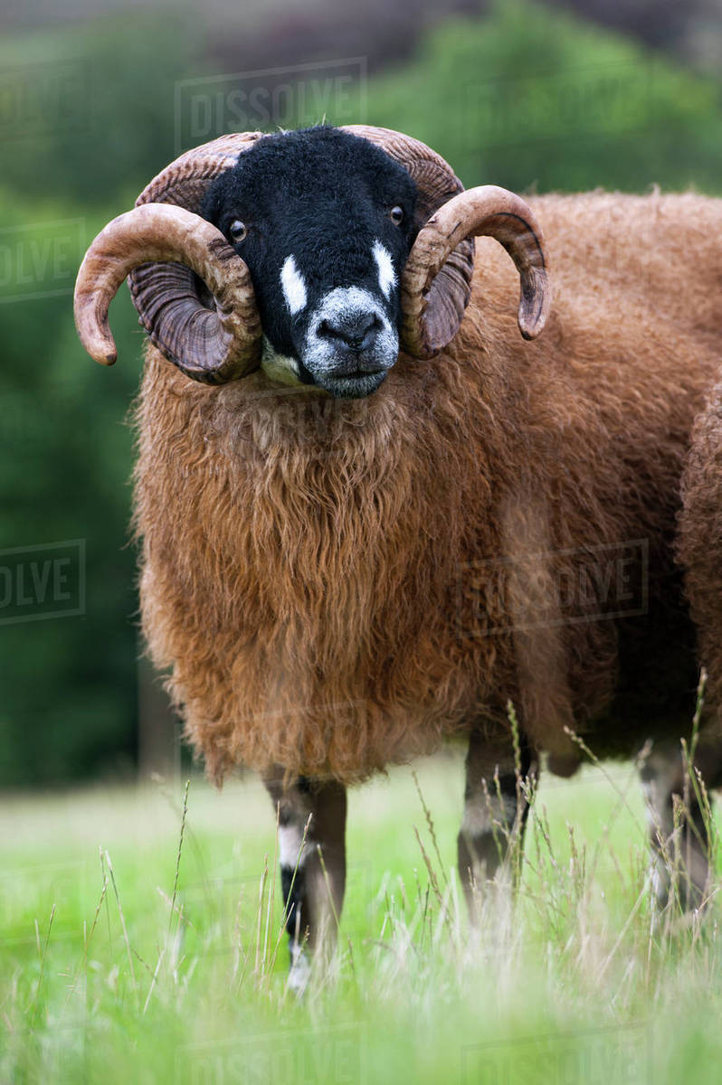 Dalesbred ram in field; North Yorkshire, England - Stock Photo - Dissolve
