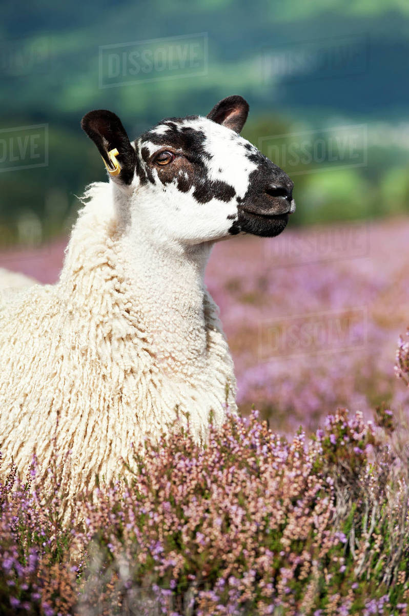Mule gimmer lamb out of Dalesbred sheep on heather moorland above ...