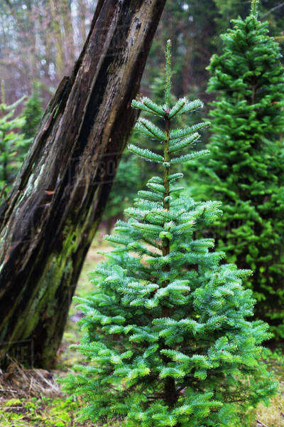 A small coniferous tree and leaning tree trunk in the background ...