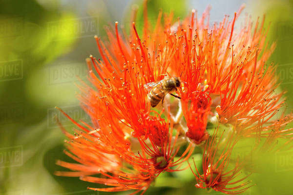 Bee pollinating Red Ohia Lehua blossom (Metrosideros polymorpha); Maui ...