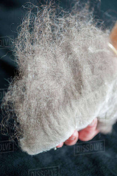Close up of a person holding Qiviut (musk ox wool), Fairbanks, Alaska ...