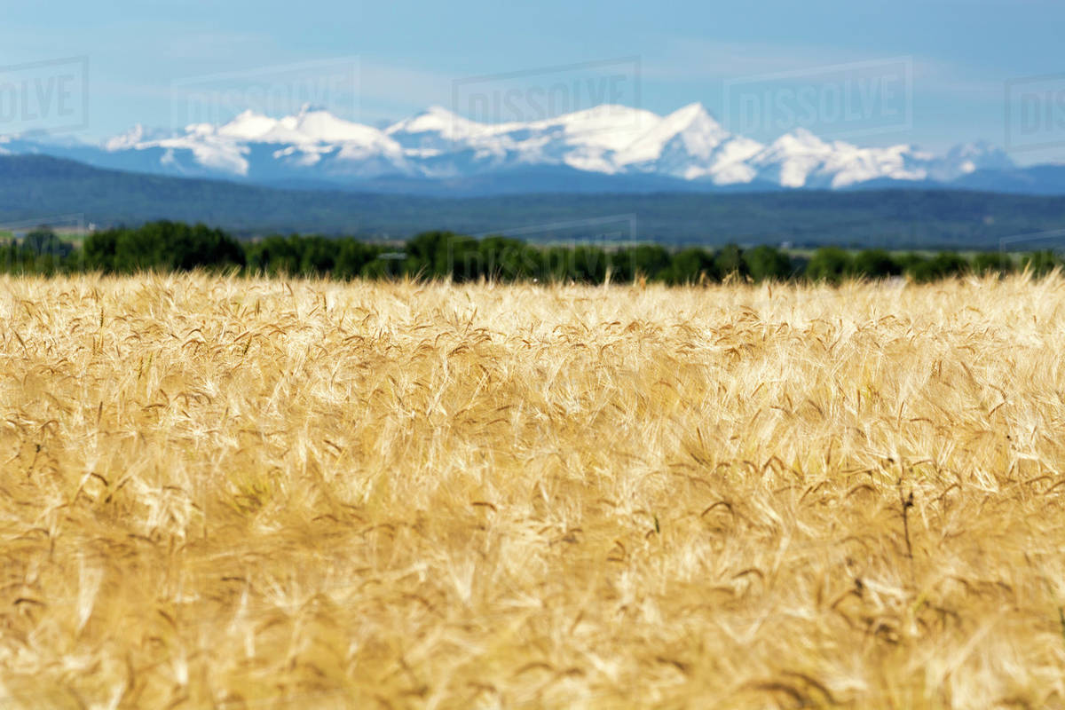 Golden barley field with a row of trees in the distance and snow ...