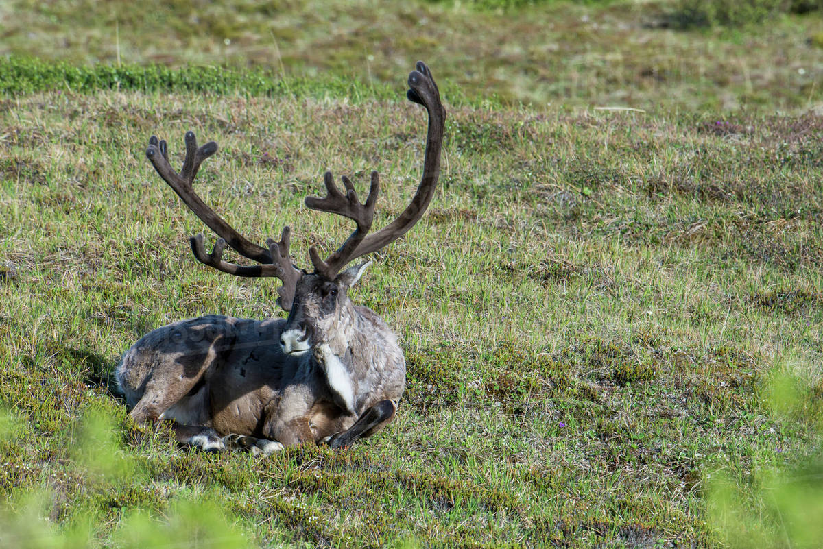 Bull Caribou resting on the tundra in Denali National Park, Interior ...