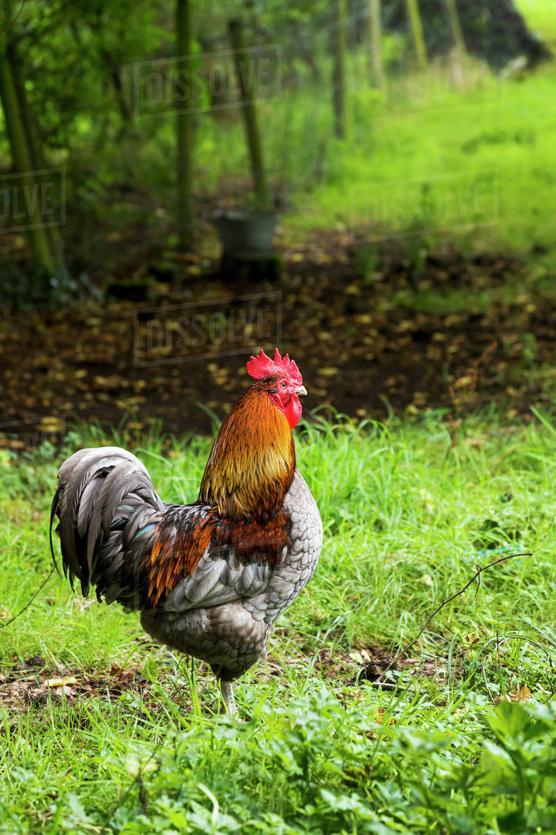Colourful rooster in grassy field with trees in the background ...