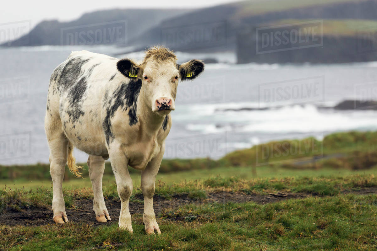 Close up of a cow on grassy cliff overlooking rugged coastline in the ...