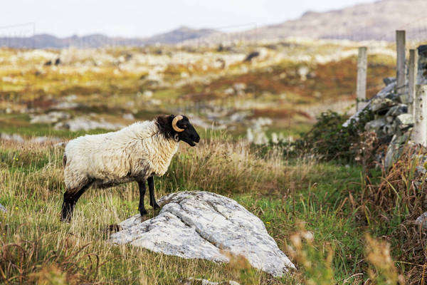 Ram sheep on a rock in a field with mountains in the background; County ...