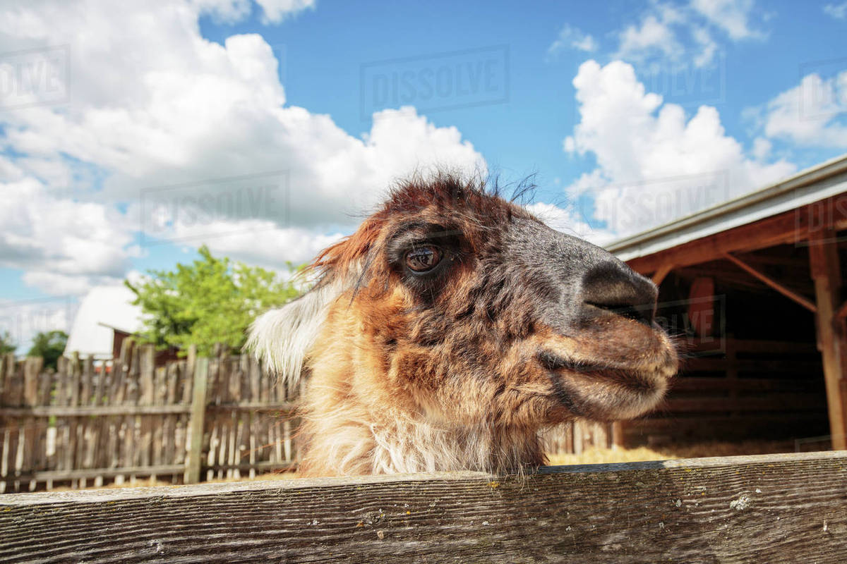 Llama on farm; Caledon, Ontario, Canada - Royalty-free Stock Photo ...