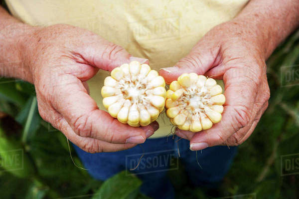 Detail of man's hands holding corn (Maize); Knoxville, Pennsylvania ...