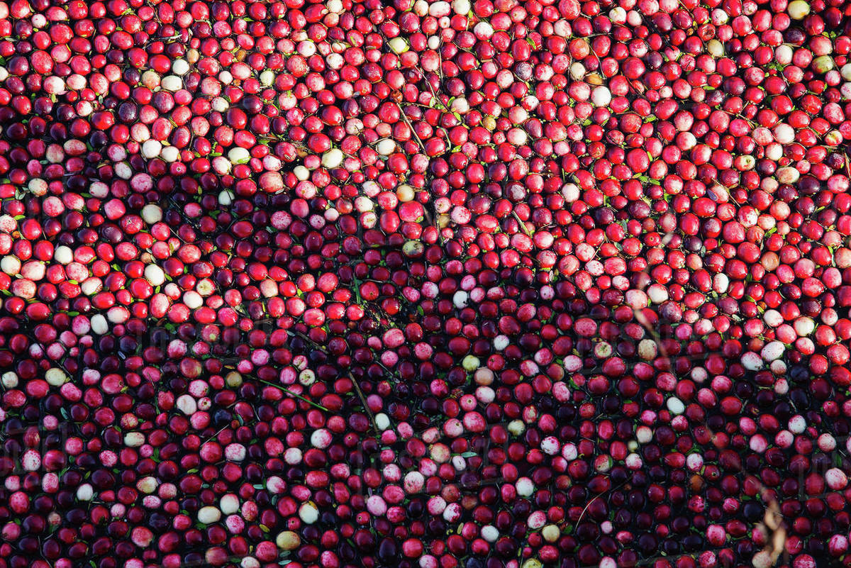 Close up of cranberries floating ready to be harvested; Richmond ...