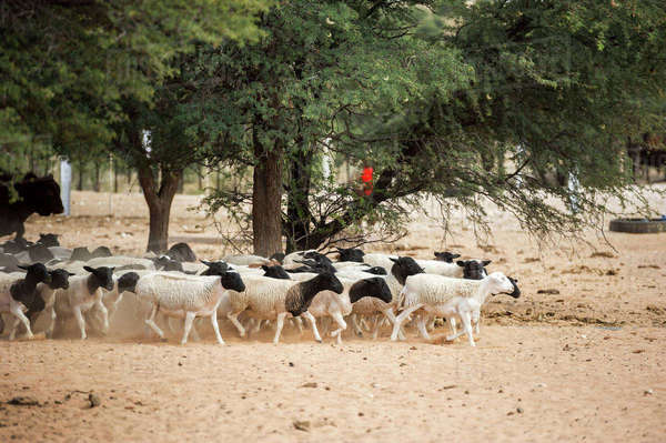 Sheep on a farm; Namibia - Stock Photo - Dissolve