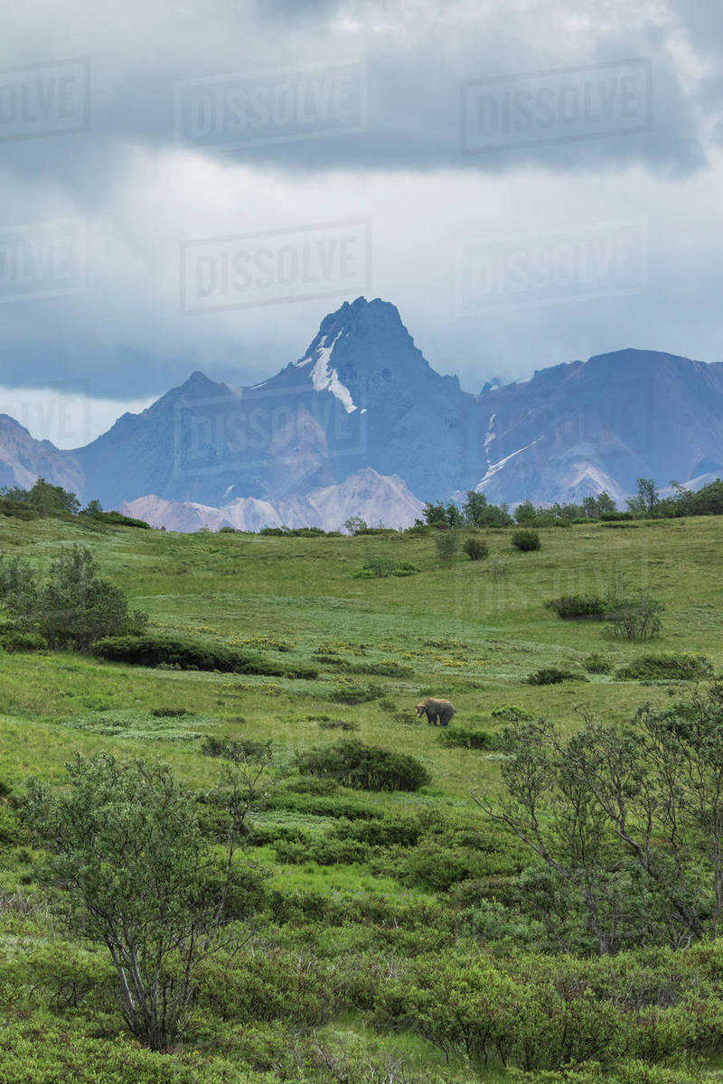 A Brown Bear (Ursus arctos) forages in Sable Pass, Denali National Park ...
