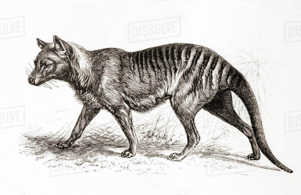A Thylacine,thylacinus Cynocephalus, Aka Tasmanian Tiger (Because Of ...