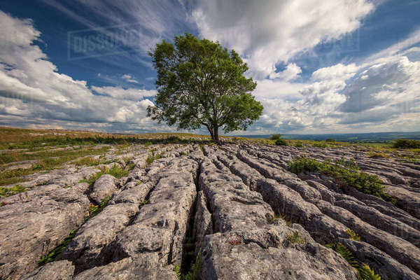 A lone tree growing in limestone in the Yorkshire Dales; Malham, North ...