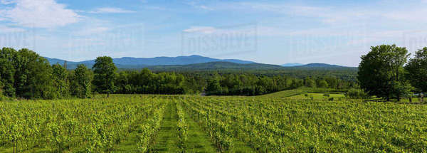 Frontenac Gris grapes growing in a lush, green vineyard; Shefford ...