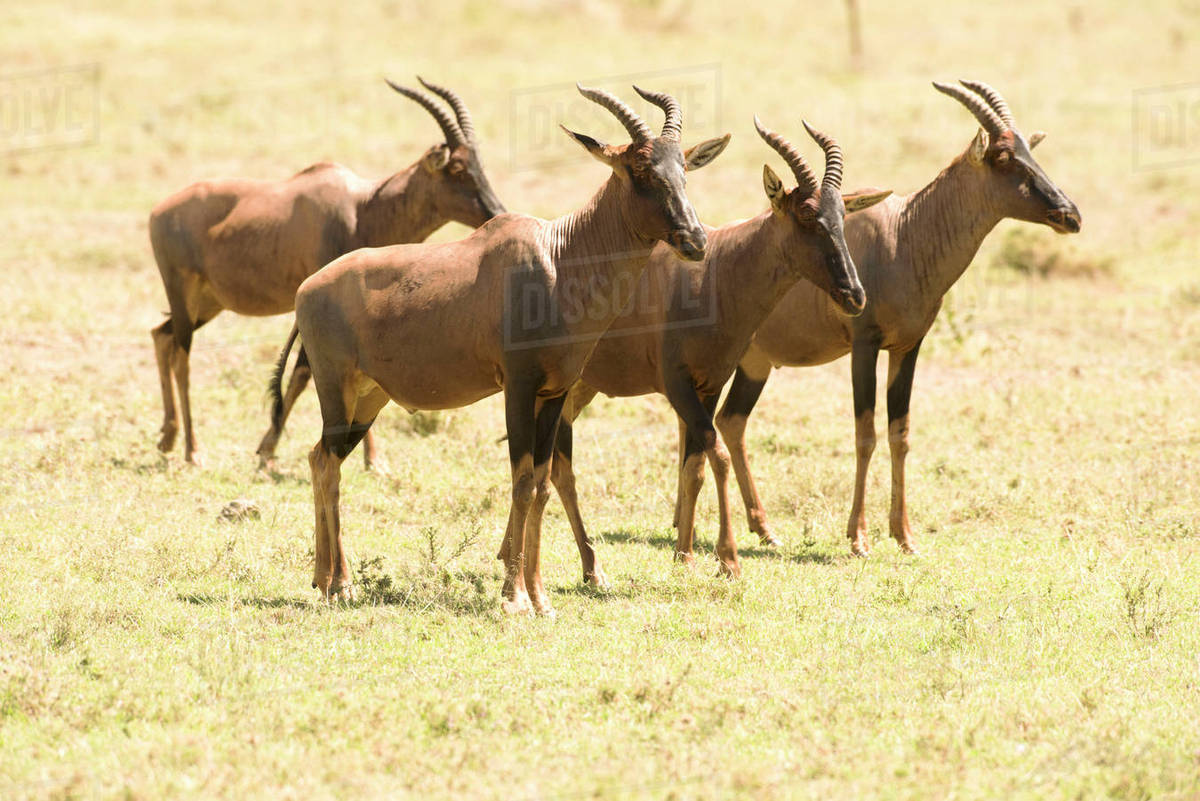 Group Of Male Topi (Damaliscus Lunatus) Standing In Short Grass ...