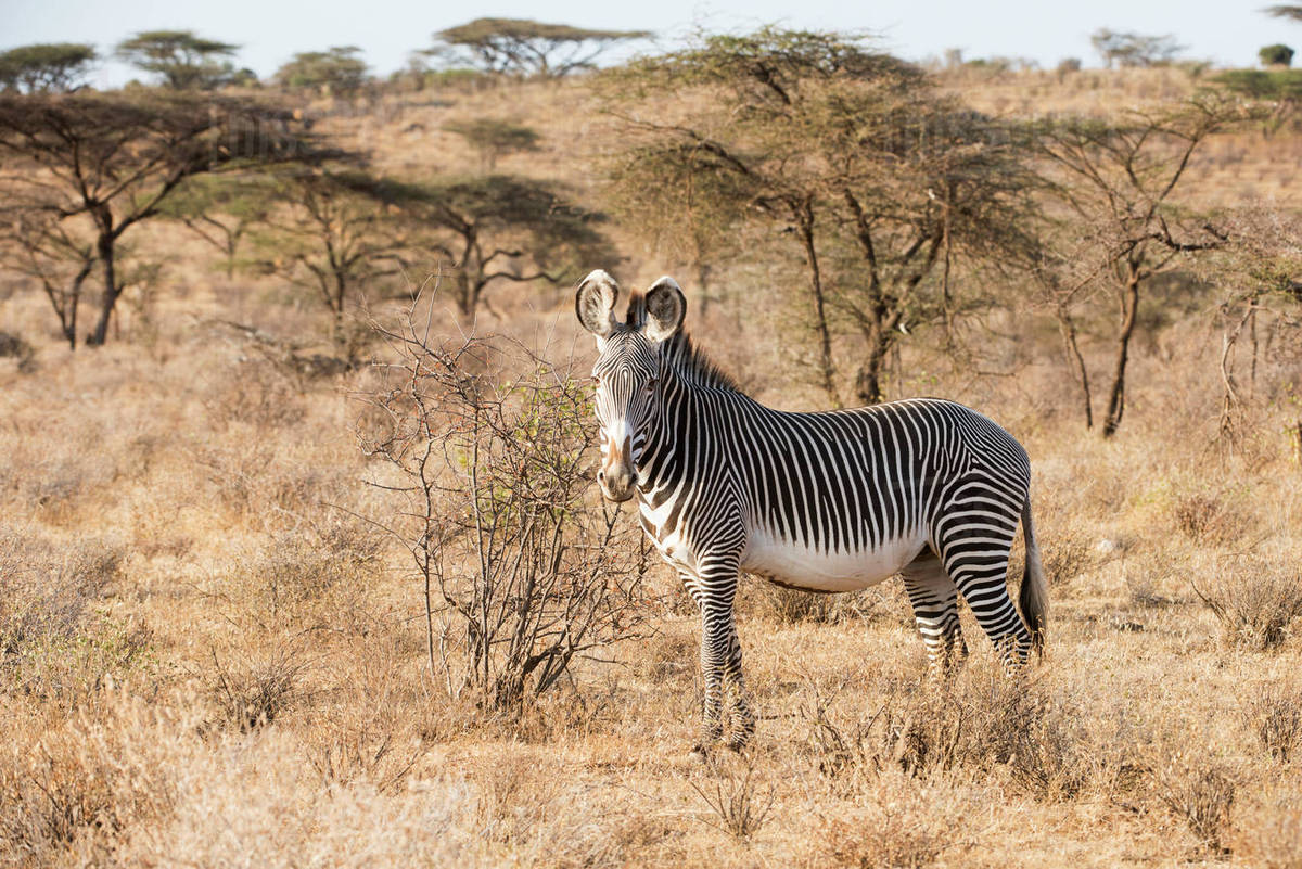 Grevy's Zebra (Equus Grevyi) Standing In Dry Season Savannah, Samburu ...