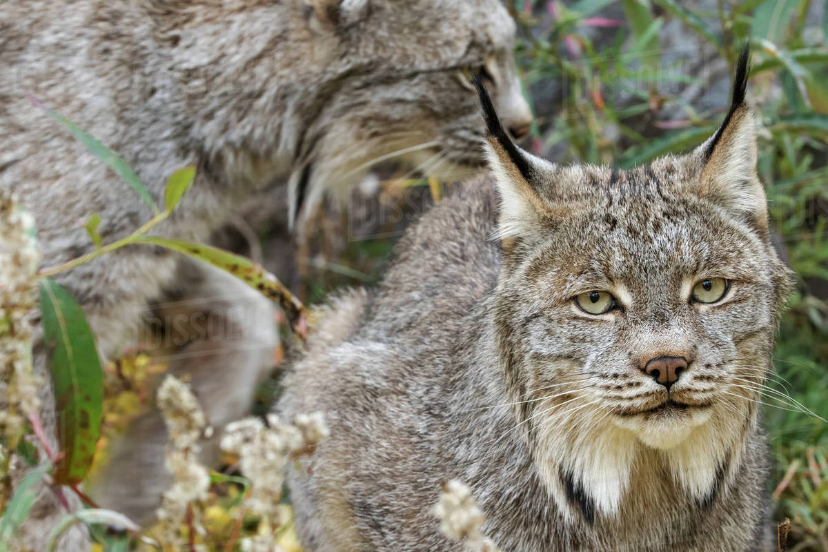 Canadian Lynx (Lynx Canadensis) Walking Through The Underbrush; Yukon ...