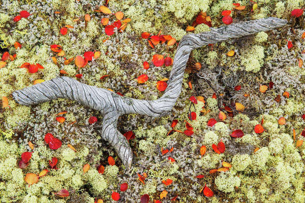 Curled Piece Of Wood Laying In The Caribou Moss Along The Dempster ...