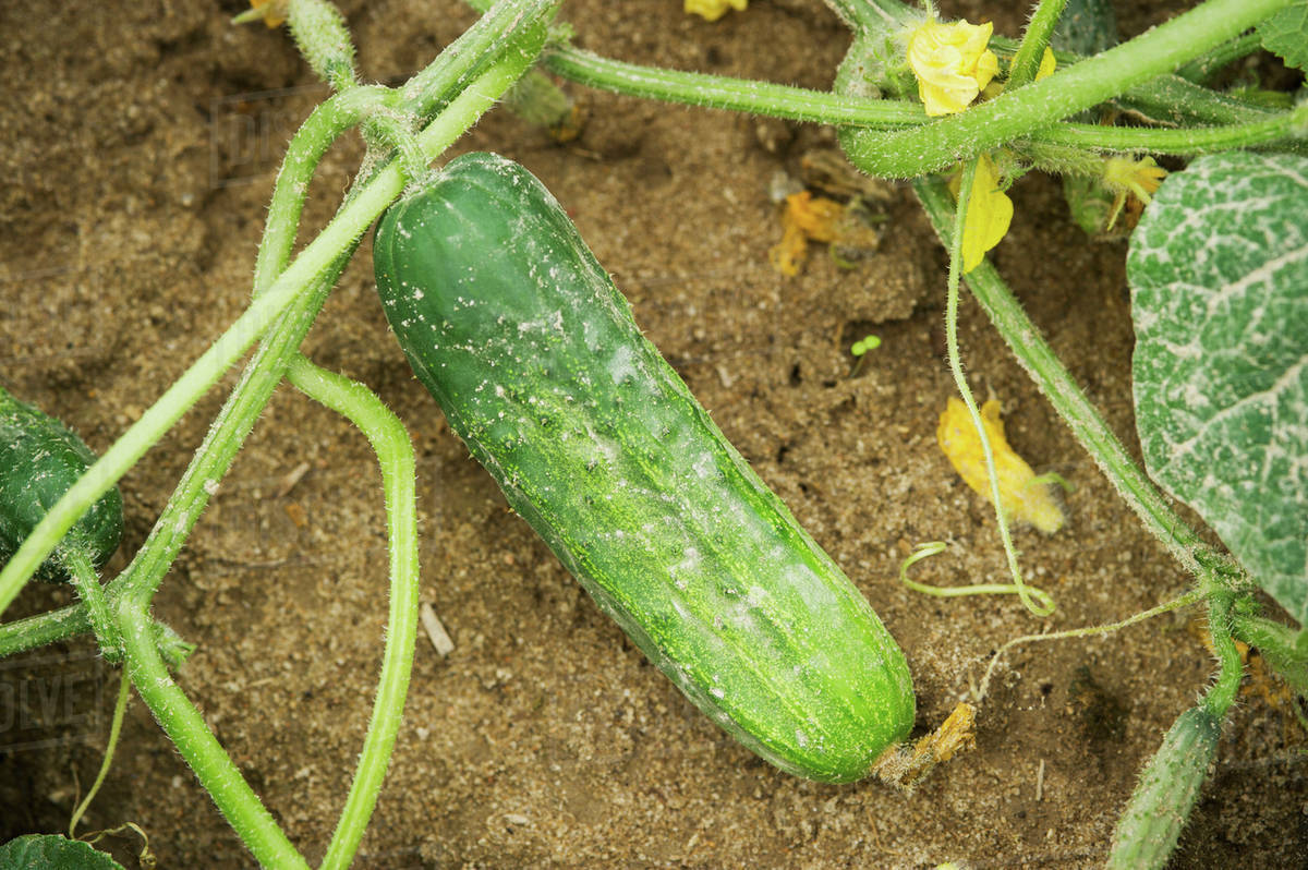 Close up of cucumber growing in cucumber field, near Federalsburg ...
