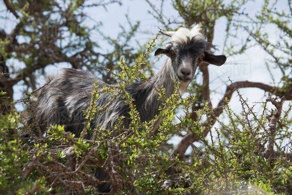 Goat perched in Argan tree ready for a feast of fruit and leaves ...
