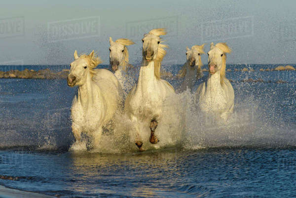 Five white horses (Equus ferus caballus) running and splashing in the ...