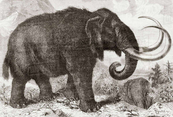 Artist's reconstruction of a woolly mammoth (Mammuthus primigenius ...