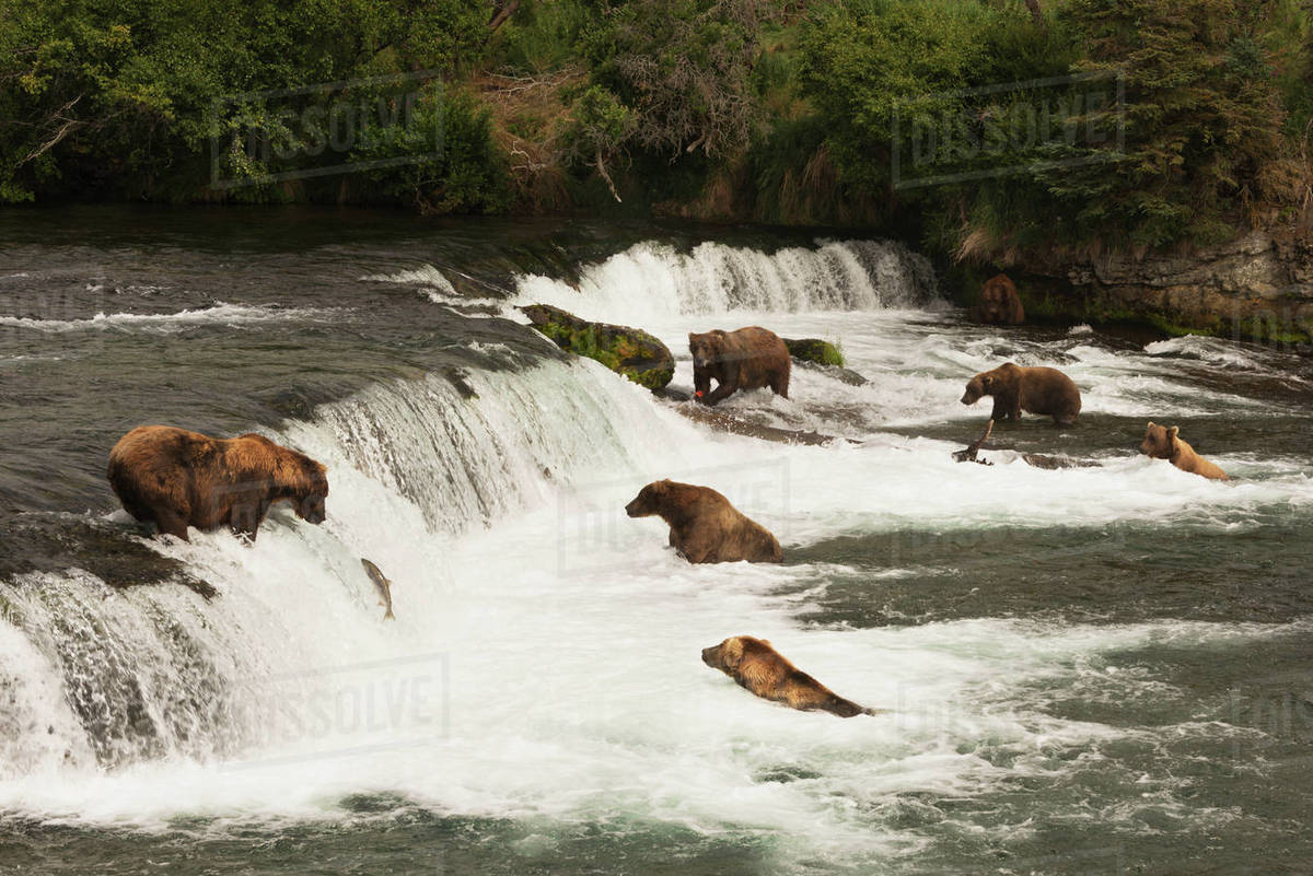 Six Brown Bears (Ursus Arctos) Fishing For Salmon At Brooks Falls ...