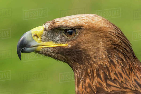 Close Up Of A Golden Eagle (Aquila Chrysaetos) Head In Profile, Showing ...