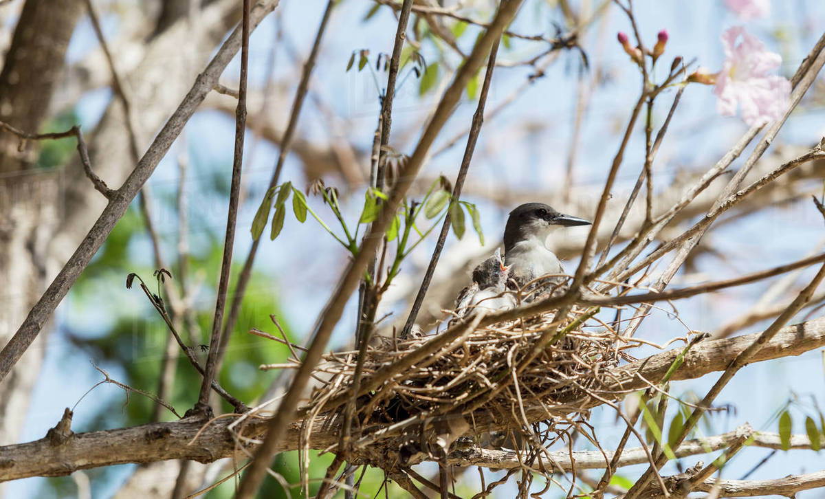 A Nesting Songbird Native Endemic To Cuba Sits In A Nest In The Tree ...