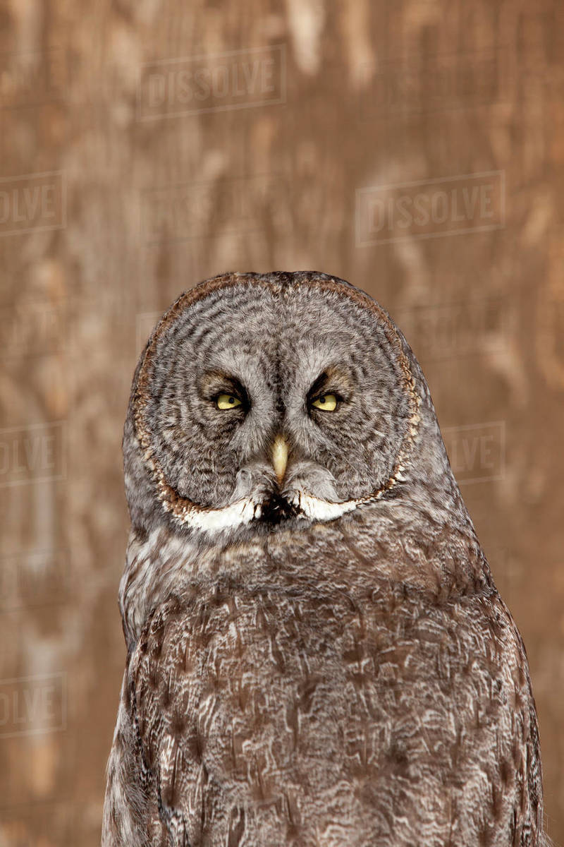 Close Up Of A Great Gray Owl With Its Head Turned 180 Degrees, Lake ...