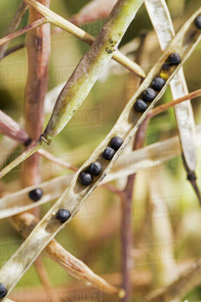 Close Up Of An Open Canola Seed Pod Exposing Canola Seeds; Alberta ...