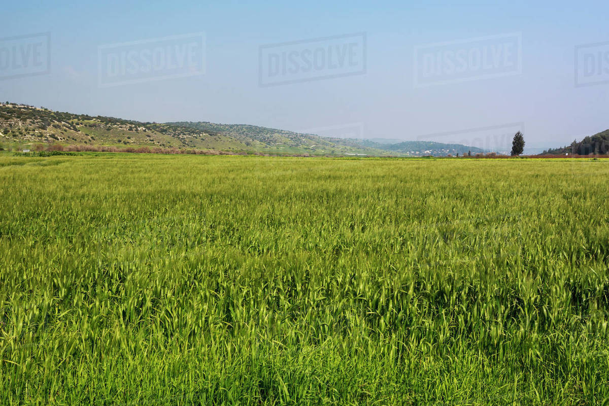 Crop In A Field In The Valley Of Elah; Israel - Royalty-free Stock ...